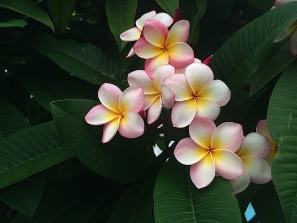 Pikake (by Body Time)|Scents By the Bay